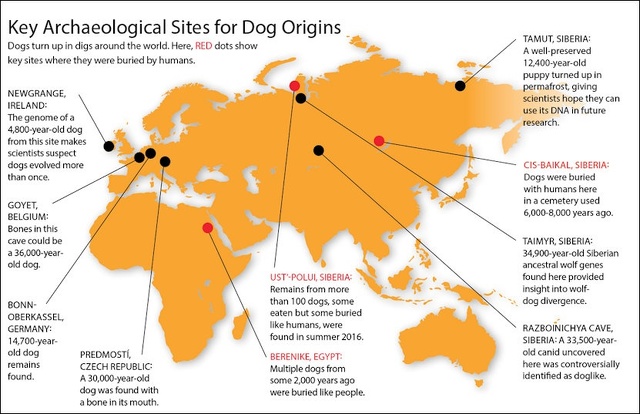 When and Where Were Dogs Were First Domesticated | Early European ...
